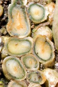 Cycas micronesica root [IMAGE] | EurekAlert! Science News Releases
