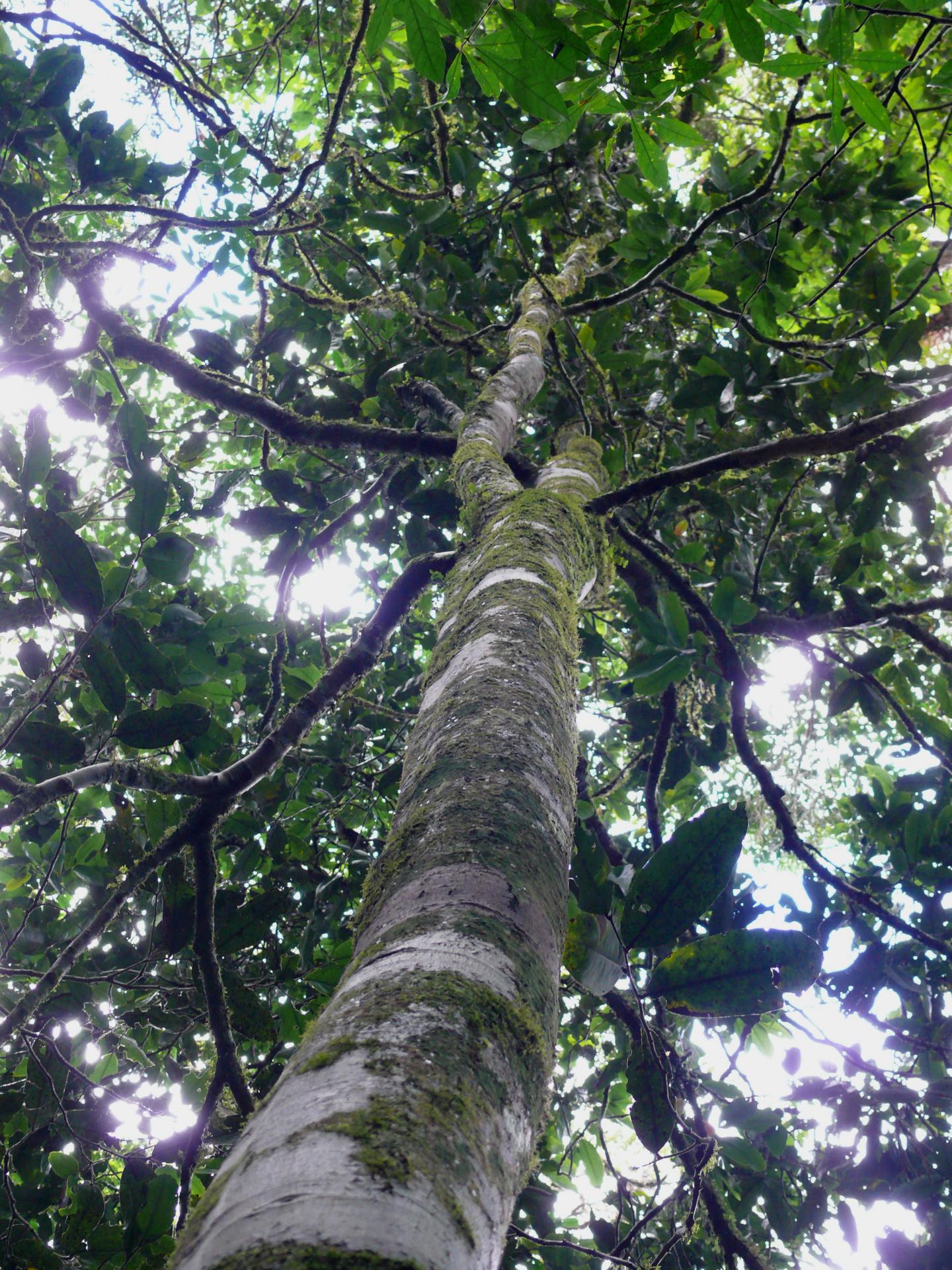 Names Of Rainforest Trees