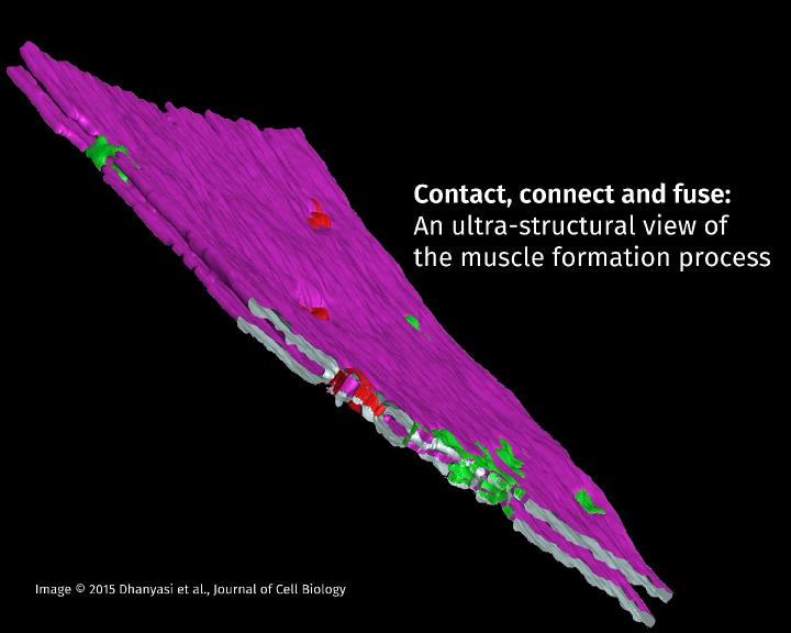 An Up-Close View Of Myoblast F [IMAGE] | EurekAlert! Science News Releases