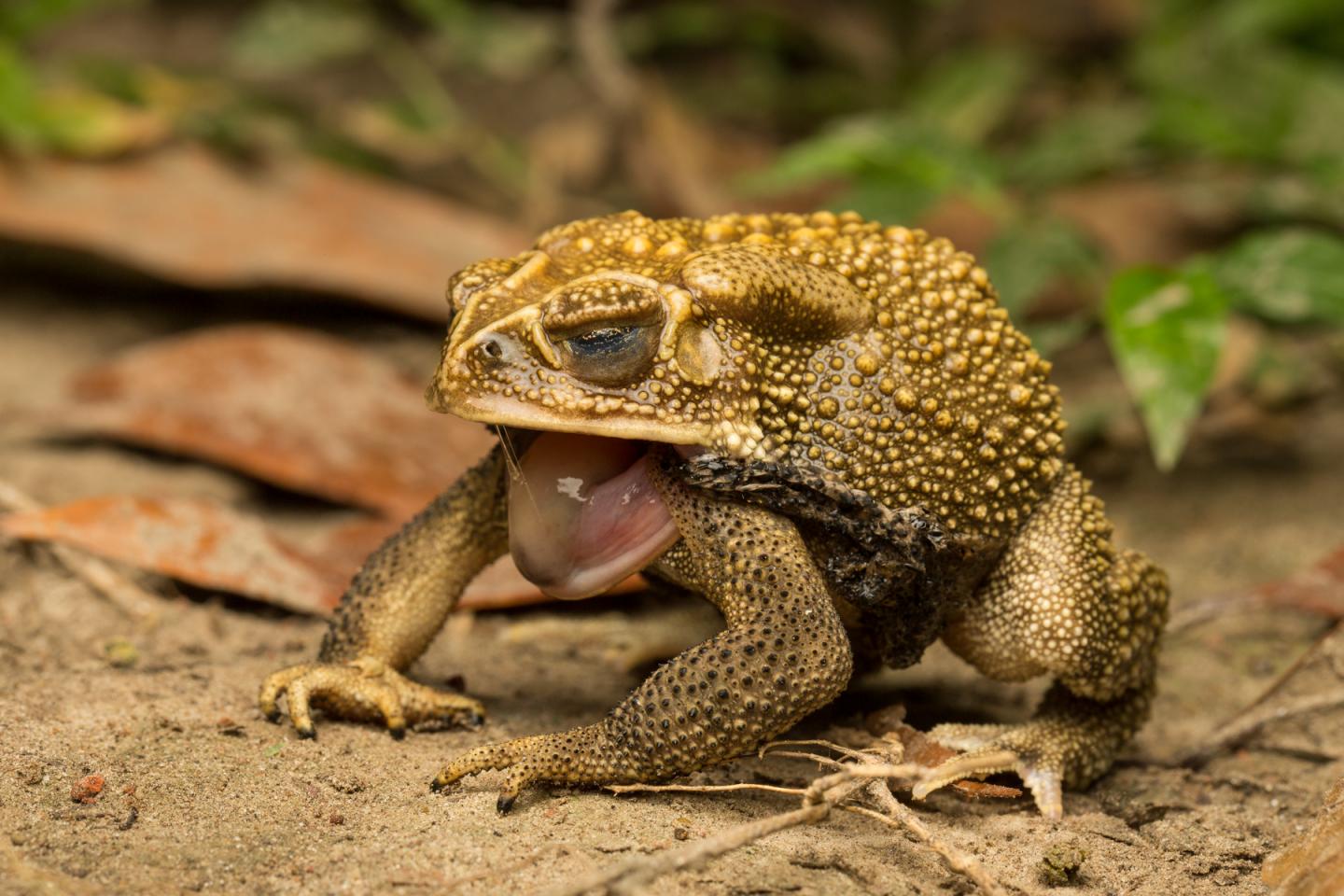 Cane toads have a salty secret to protect the | EurekAlert!