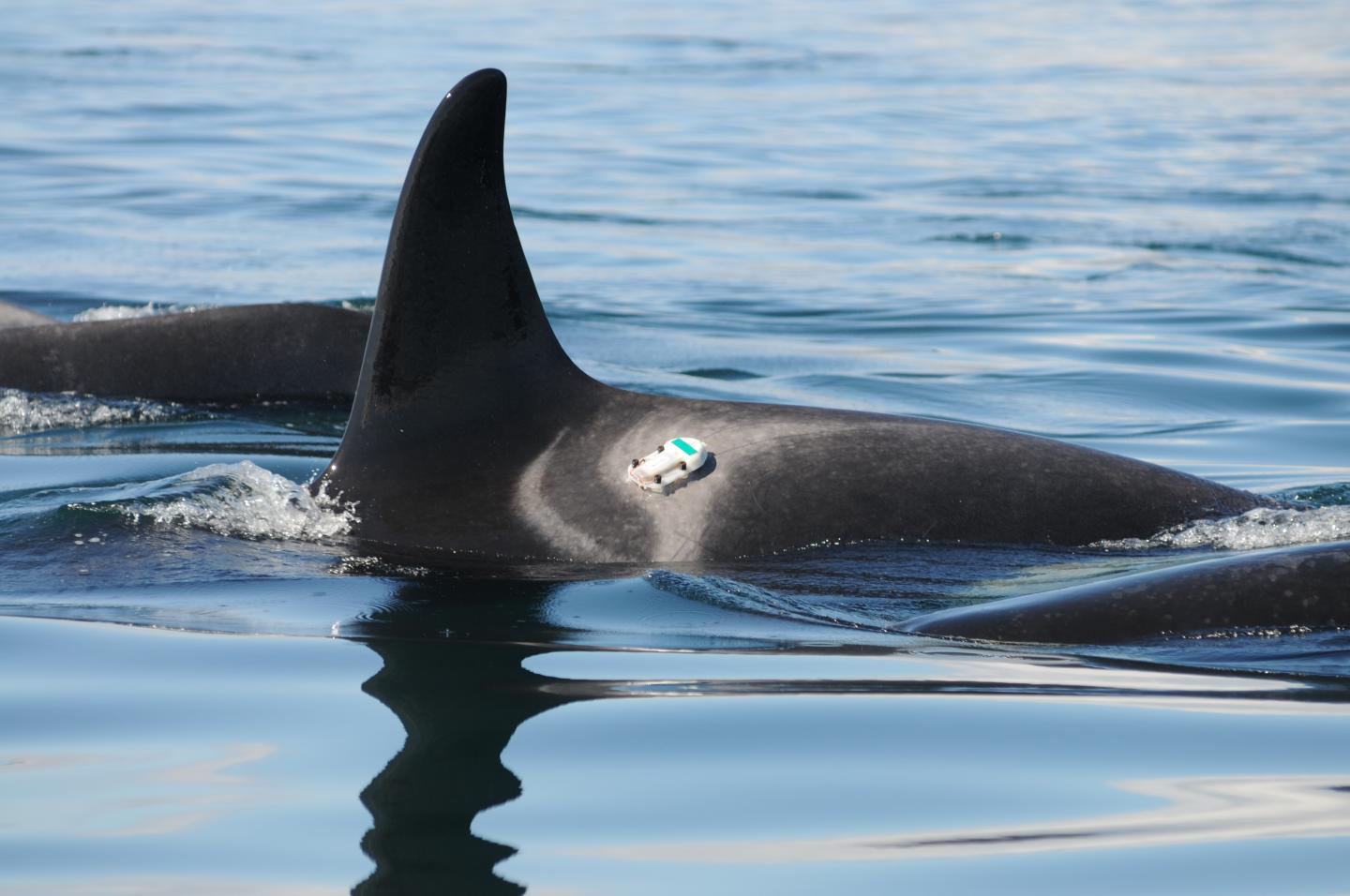 Acoustic Tags on Orca Whales [IMAGE] | EurekAlert! Science News Releases