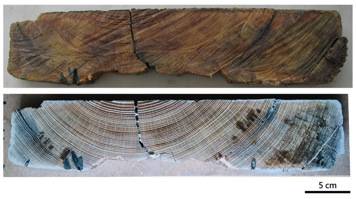 Tree-Ring History [IMAGE] | EurekAlert! Science News Releases