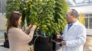 Transforming plants into allies in the fight | EurekAlert!