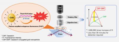 A highly sensitive detection for spicy tastes | EurekAlert!