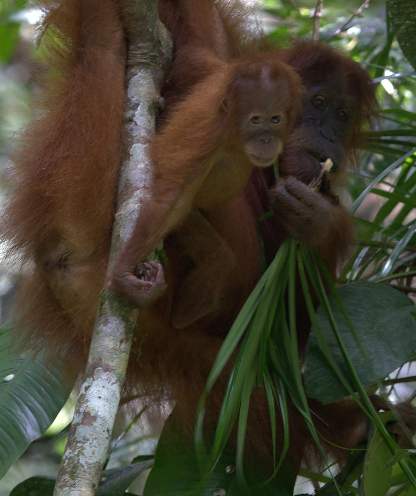 Human-driven Extinction of Wor [IMAGE] | EurekAlert! Science News Releases