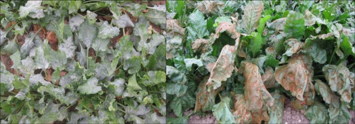 TGAC awarded £100,000 to combat sugar beet cr | EurekAlert!