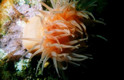 Actinia and Shrimps [IMAGE] | EurekAlert! Science News Releases