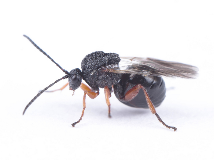 cynipid wasp [IMAGE] | EurekAlert! Science News Releases