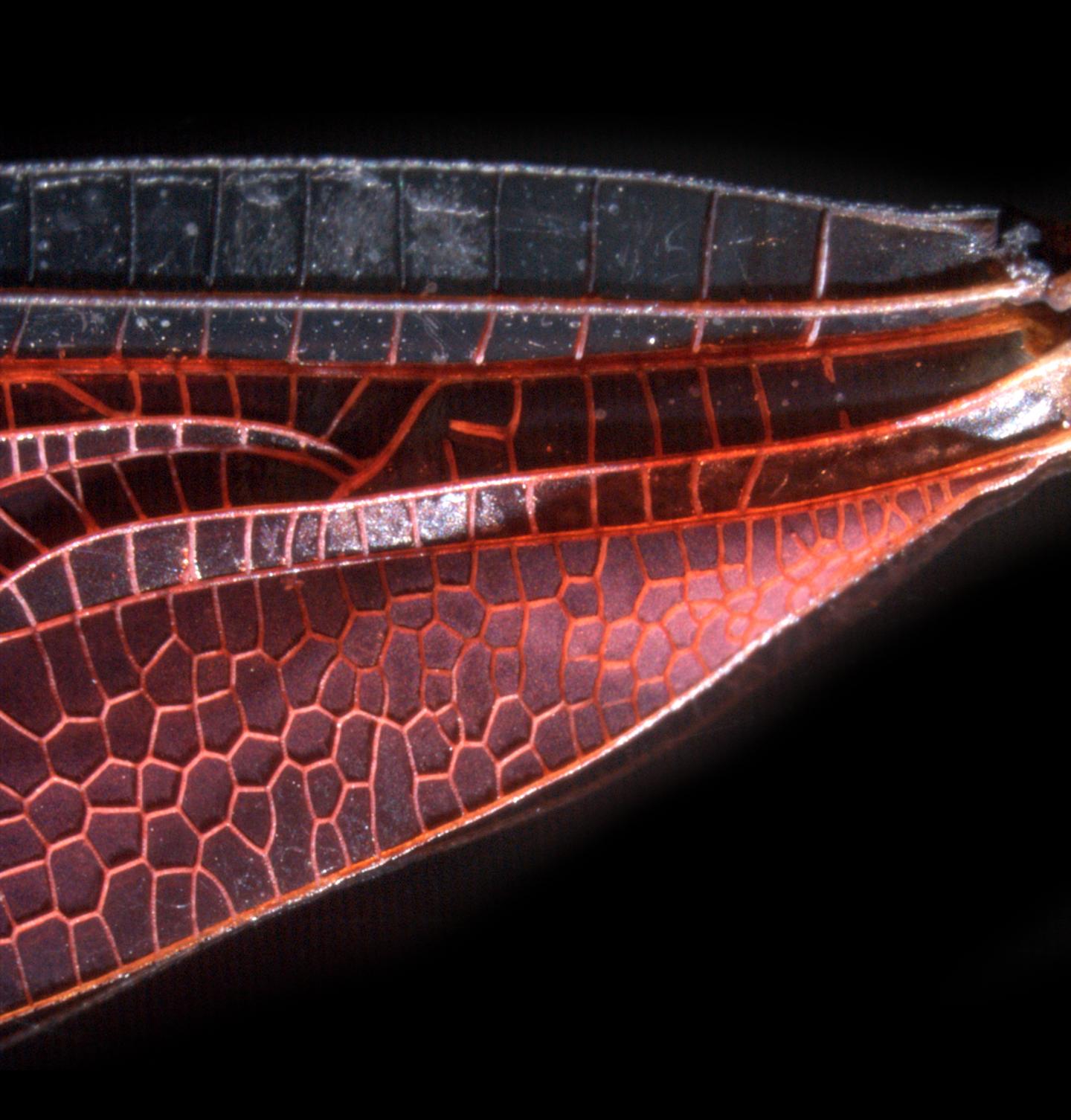 Wing Patterns [IMAGE] | EurekAlert! Science News Releases