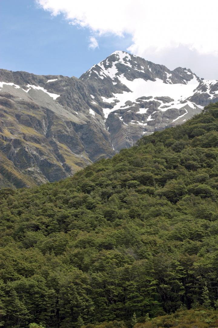 Plant dispersal insights may aid climate chan | EurekAlert!