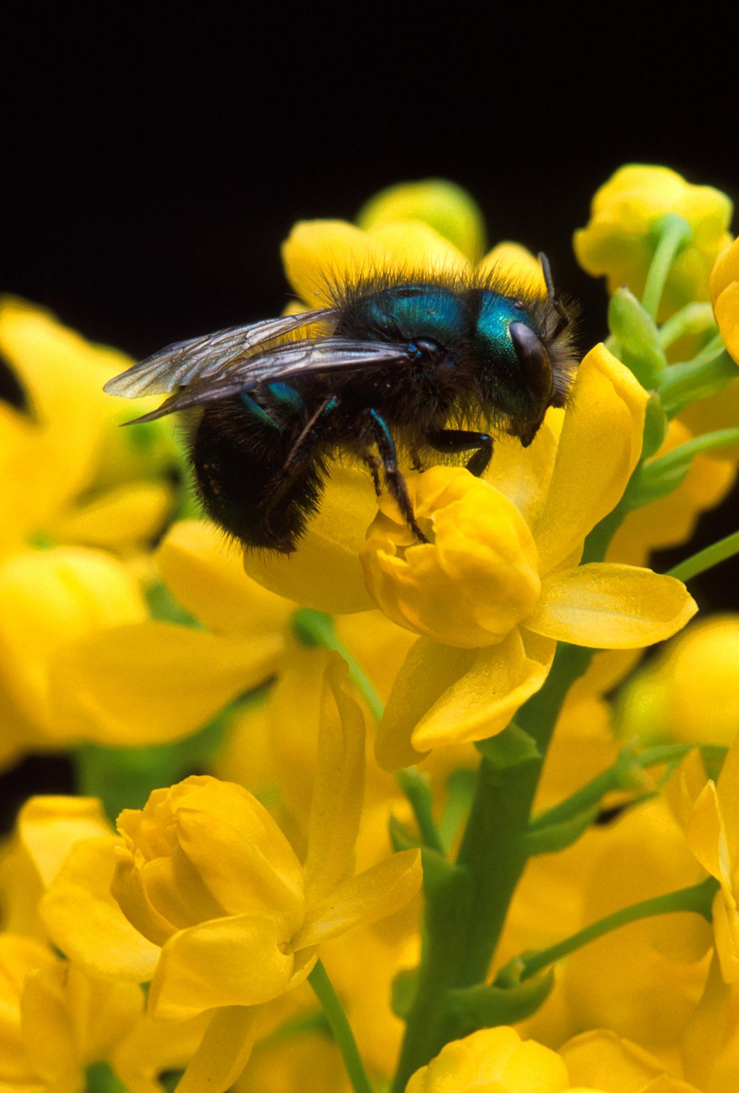 Mason Bee [IMAGE] | EurekAlert! Science News Releases