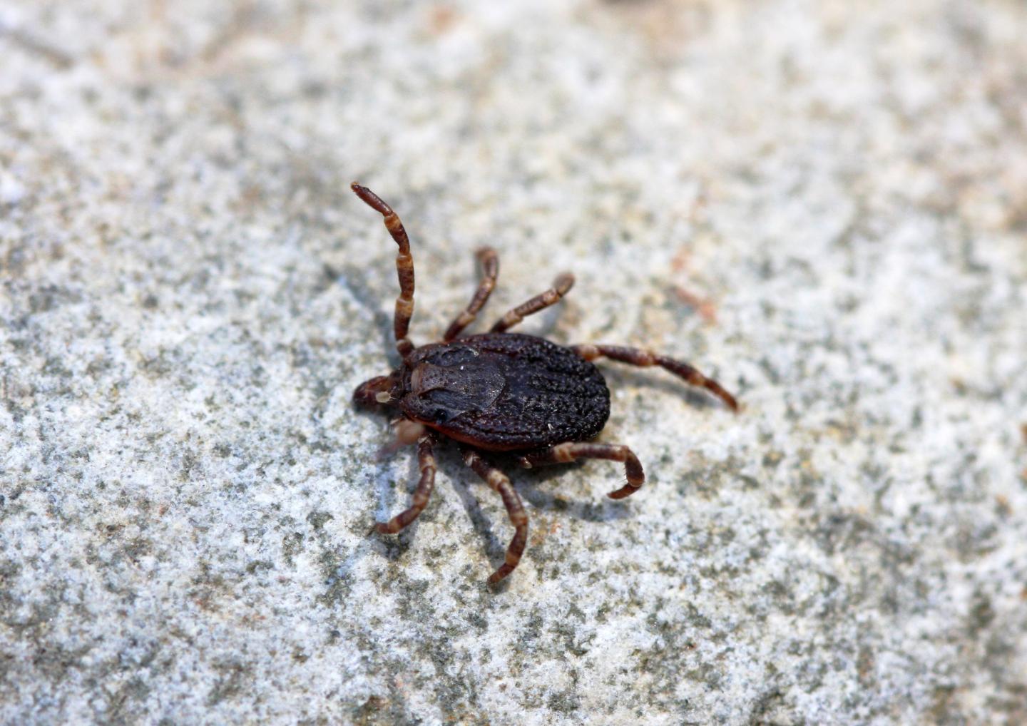 Hard Tick [IMAGE] | EurekAlert! Science News Releases