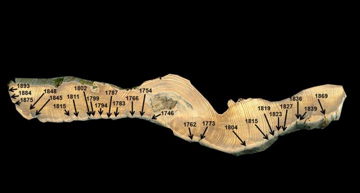 Tree Rings [IMAGE] | EurekAlert! Science News Releases