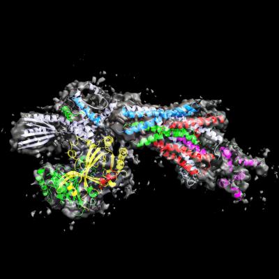 Head of Mediator Molecule [IMAGE] | EurekAlert! Science News Releases