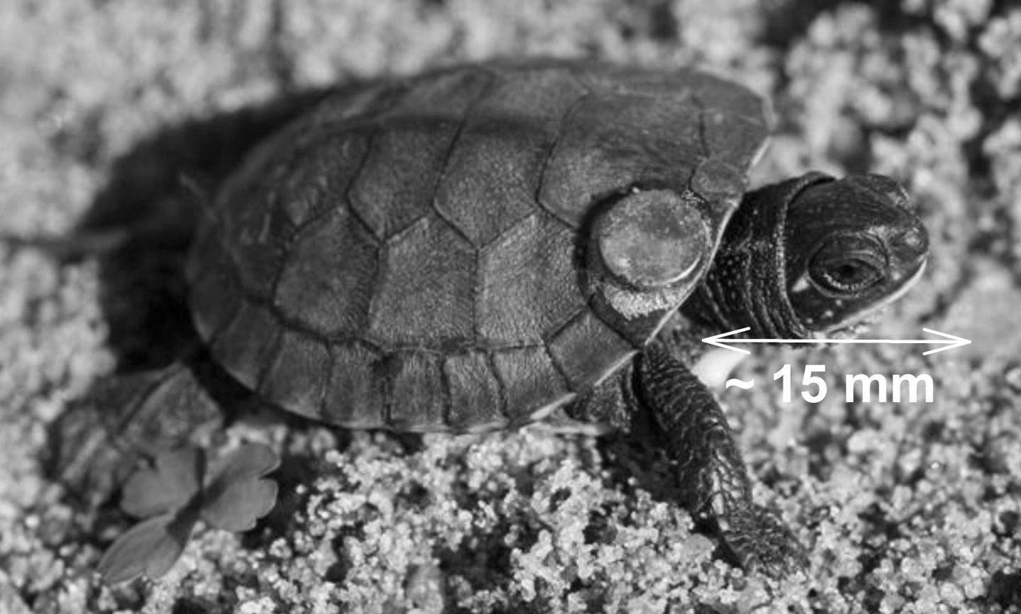Freshwater turtles navigate using the sun | EurekAlert!