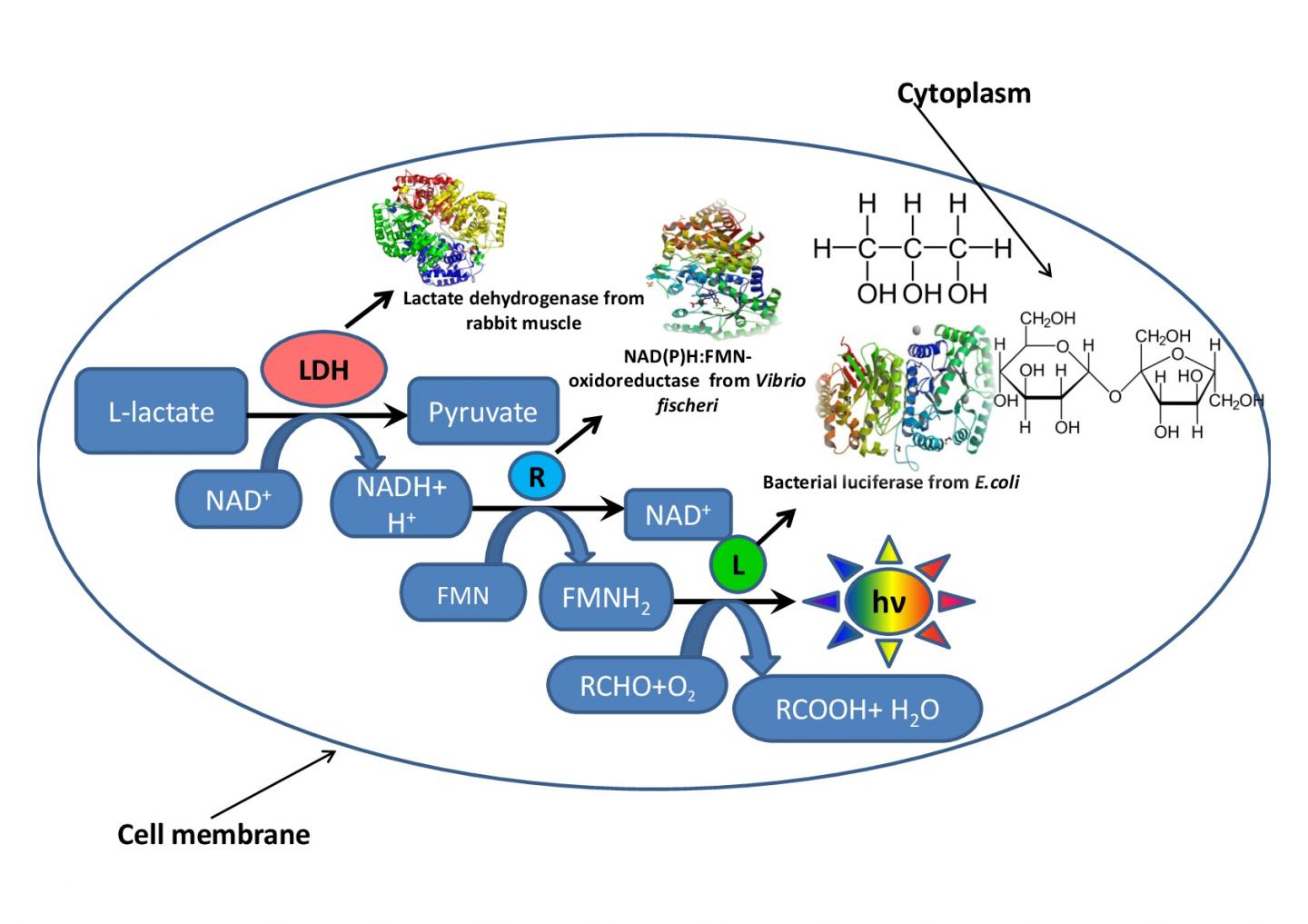 SibFU scientists simulated the intracellular | EurekAlert!