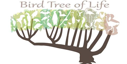 Bird Tree of Life [IMAGE] | EurekAlert! Science News Releases