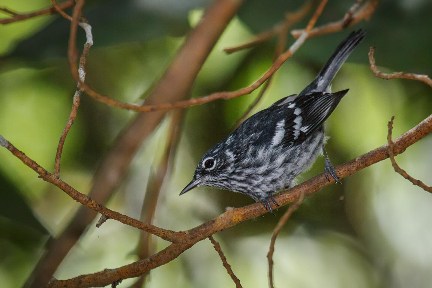 Elfin Woods Warbler [IMAGE] | EurekAlert! Science News Releases