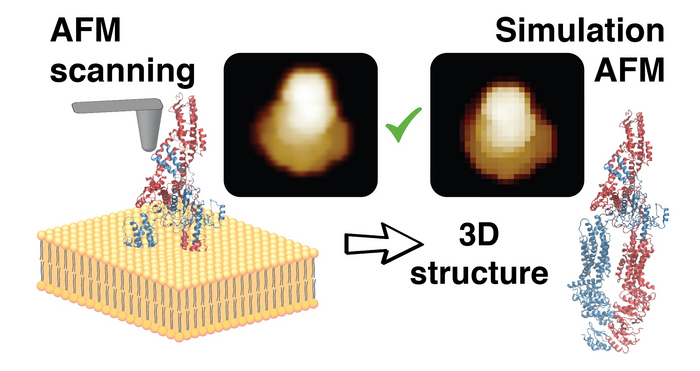 Revealing atomistic structures behind AFM ima | EurekAlert!