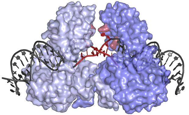 Crystal Structure of the Trans [IMAGE] | EurekAlert! Science News Releases