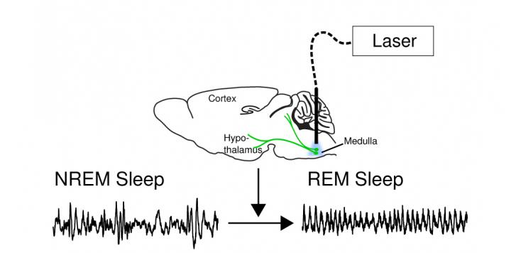 Triggering REM Sleep in Mice [IMAGE] | EurekAlert! Science News Releases