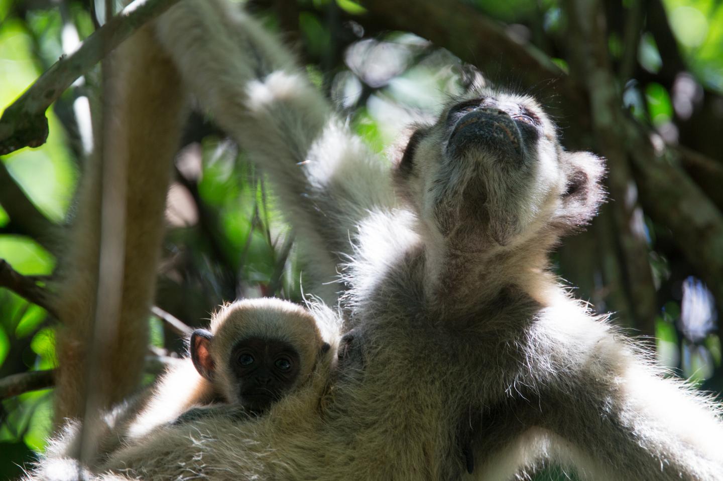 Muriqui [IMAGE] | EurekAlert! Science News Releases