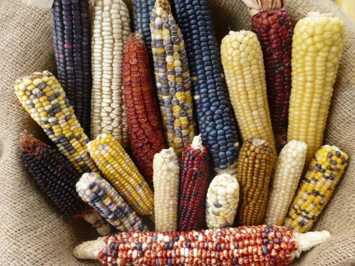 Farmers Selected Maize for Agricultural Use a | EurekAlert!