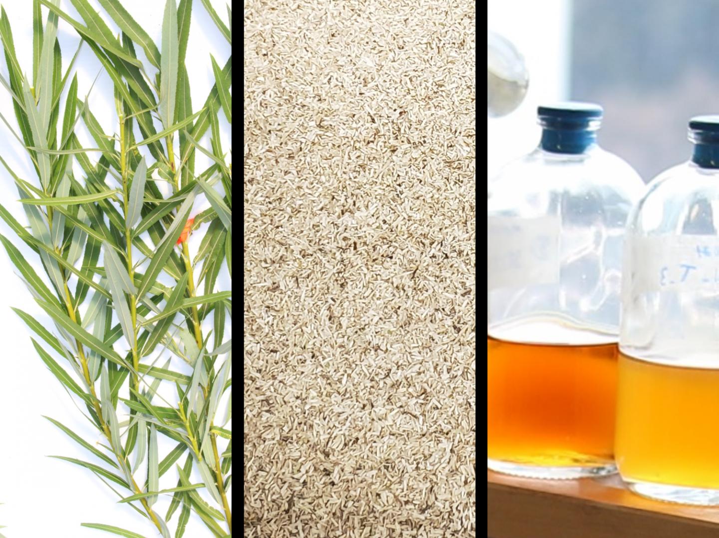 Renewable biofuels [IMAGE] | EurekAlert! Science News Releases