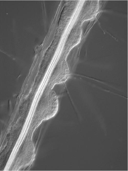 Root Branching [IMAGE] | EurekAlert! Science News Releases
