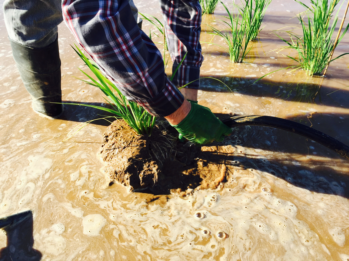 New strategies to save the world’s most indis | EurekAlert!