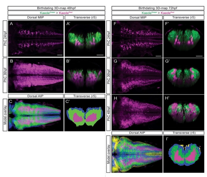 Transition from 2D to 3D. Trac [IMAGE] | EurekAlert! Science News Releases