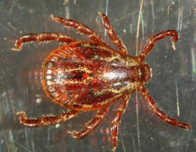Ticks can adapt to the Spain's climatic diver | EurekAlert!