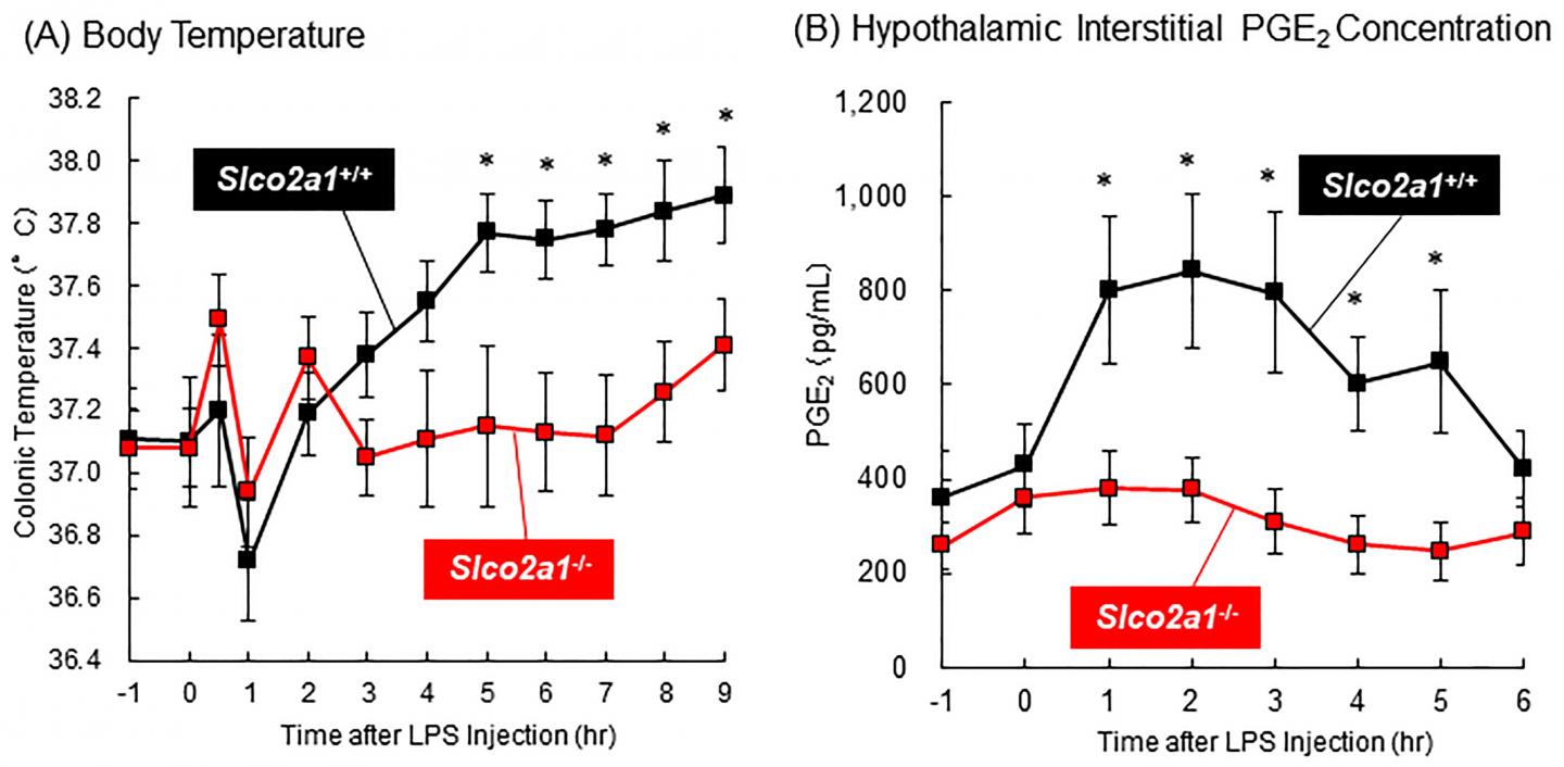 Body temperature regulation: how fever comes | EurekAlert!