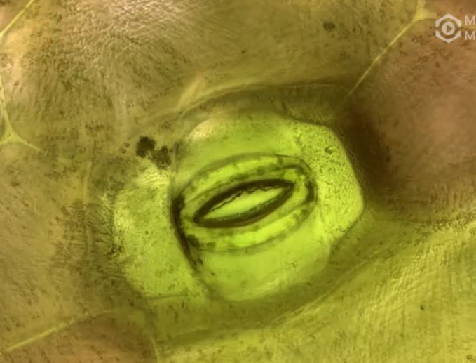 A video of a tiny plant stoma [VIDEO] | EurekAlert! Science News Releases