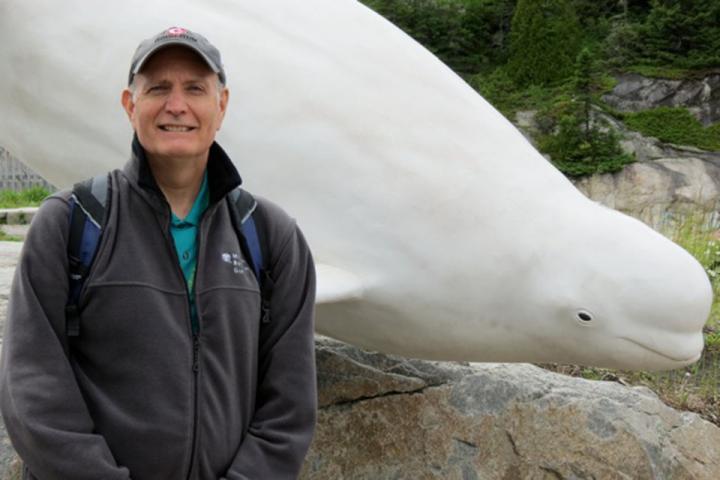 Meals on the go: The physics of whales' eatin | EurekAlert!