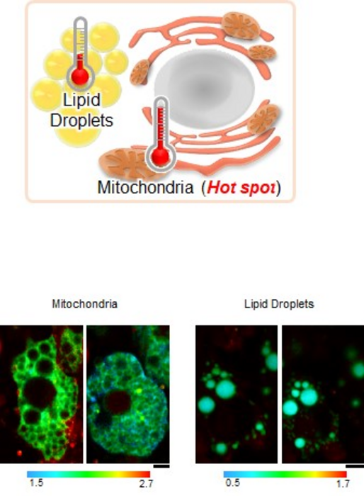 Measuring the temperature inside cells | EurekAlert!