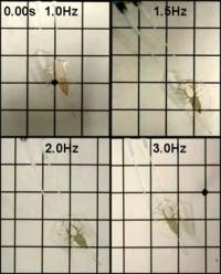 The Debut of a Robotic Stingray, Powered by L | EurekAlert!