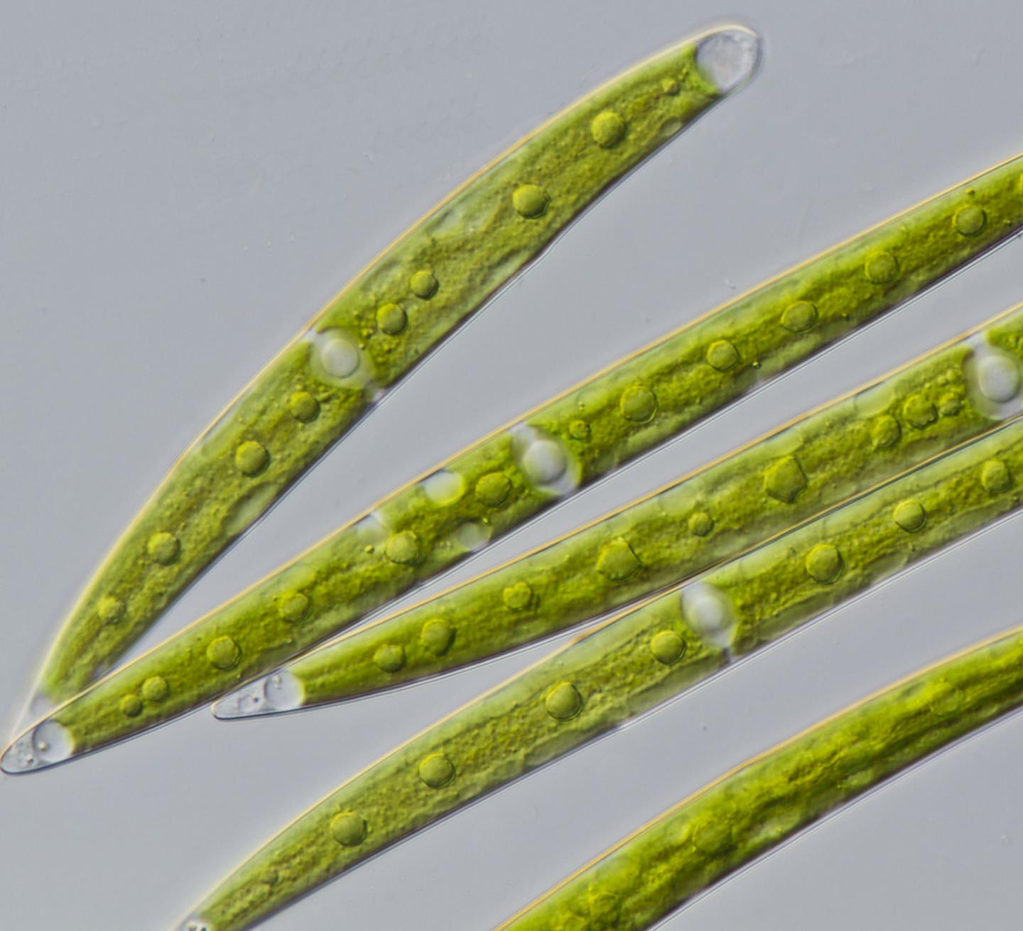 Ancient alga knew how to survive on land befo | EurekAlert!