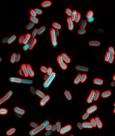 Fluorescent Bacteria [IMAGE] | EurekAlert! Science News Releases