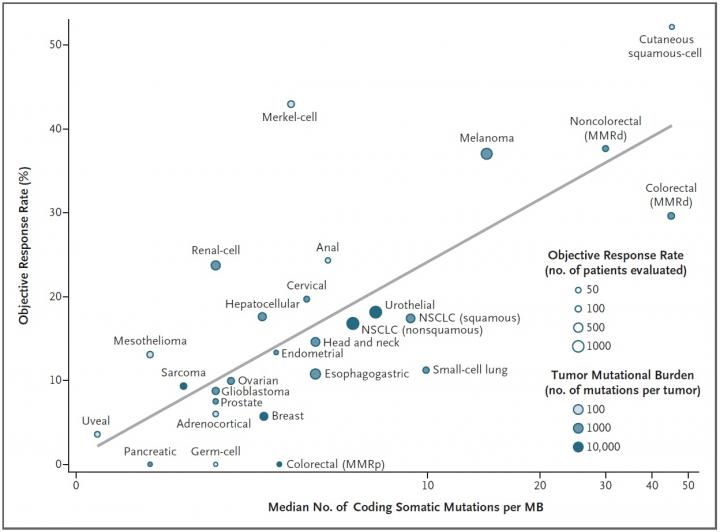 More tumor mutations equals higher success ra | EurekAlert!