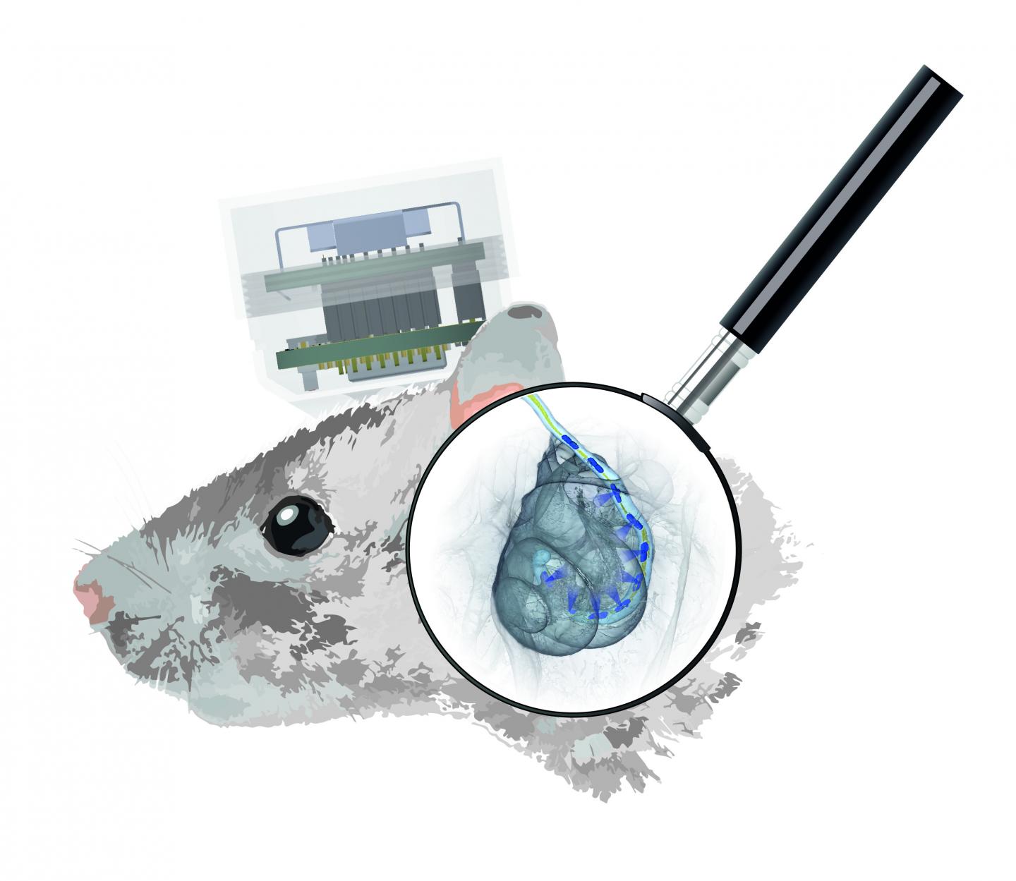 Wireless, Optical Cochlear Imp [IMAGE] | EurekAlert! Science News Releases