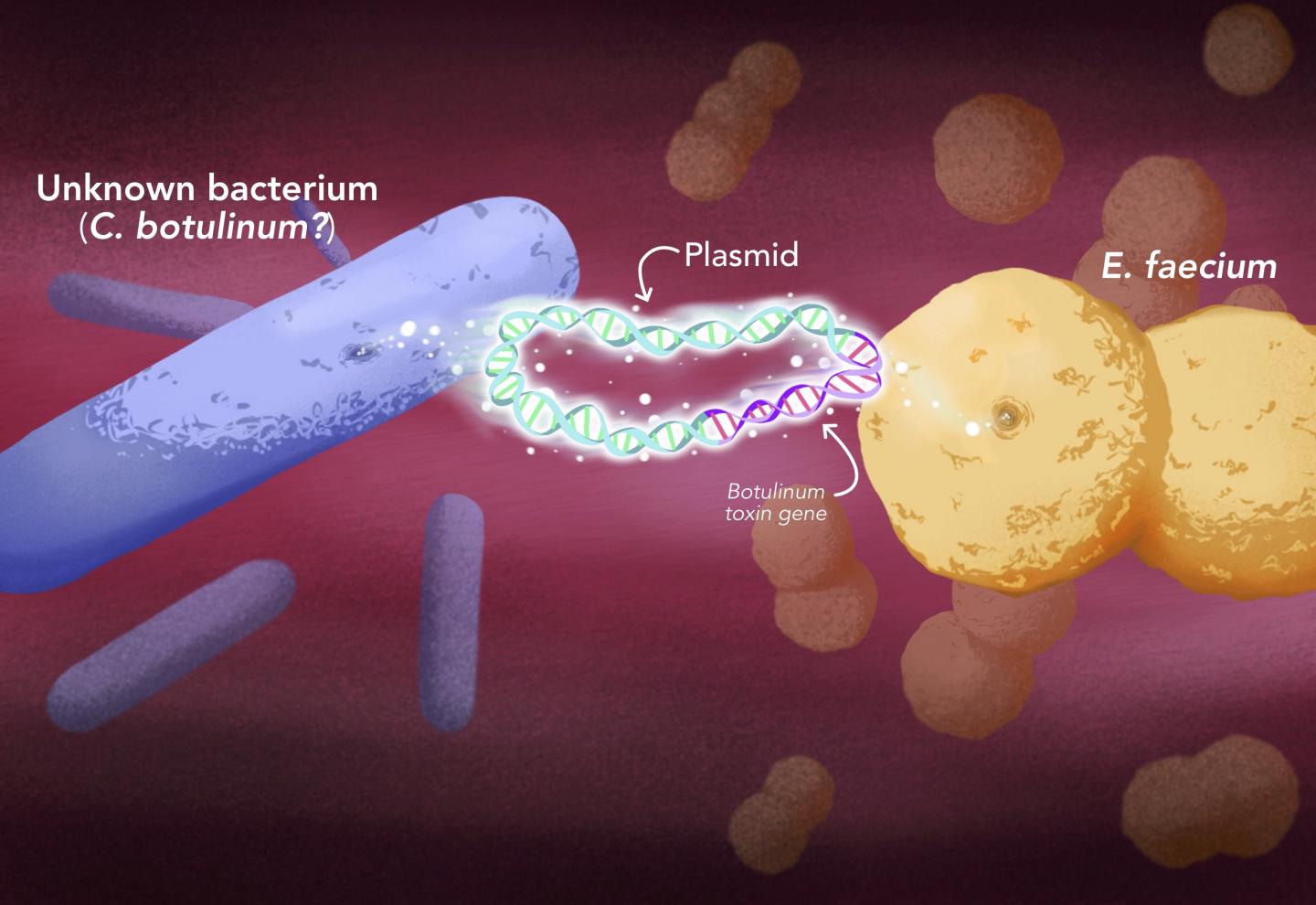 Botulism Bacteria