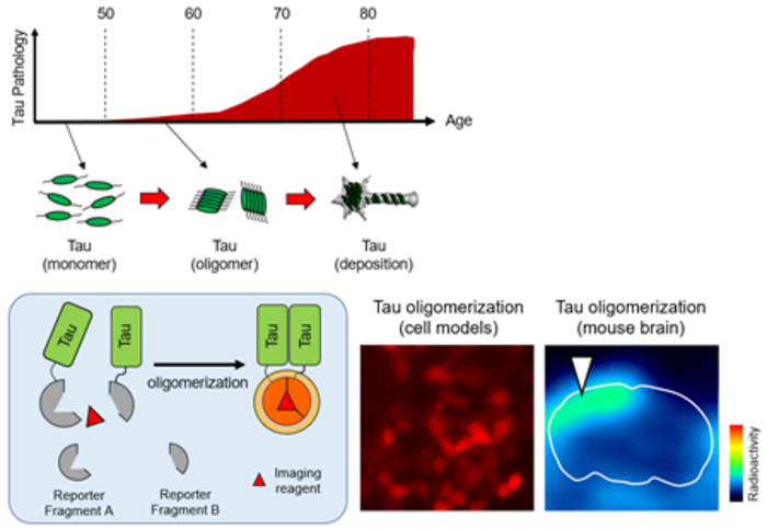 In vivo visualization of tau o [IMAGE] | EurekAlert! Science News Releases