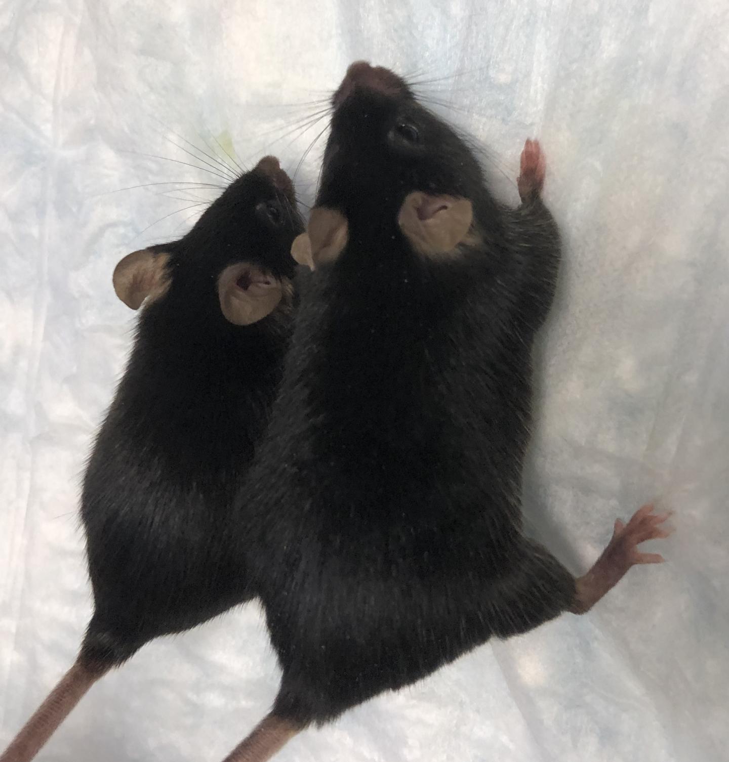 Larger Mouse [IMAGE] | EurekAlert! Science News Releases