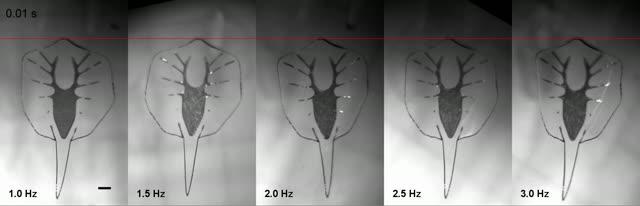 The Debut of a Robotic Stingray, Powered by L | EurekAlert!