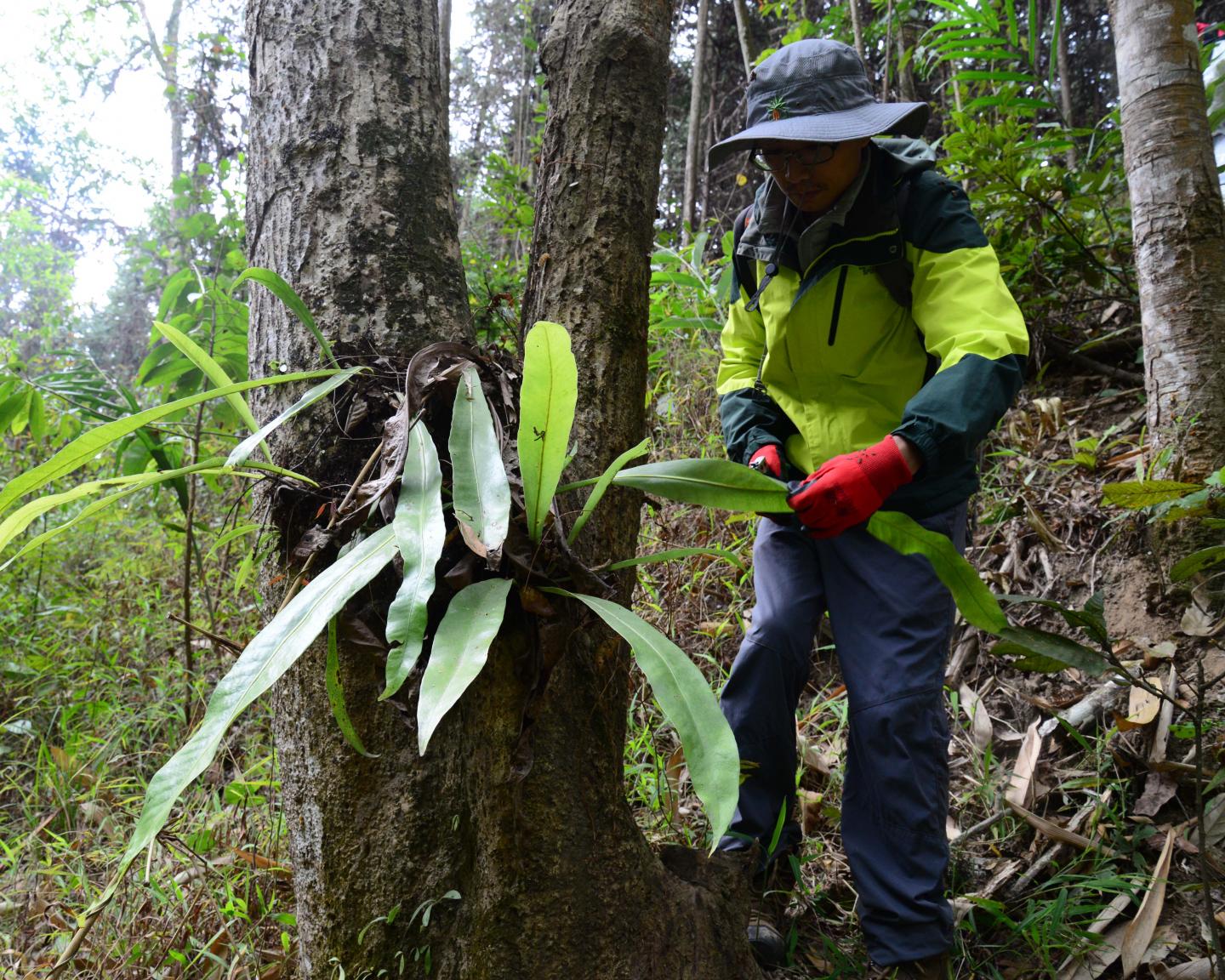 Plant Sample Collection at Rui [IMAGE] | EurekAlert! Science News Releases