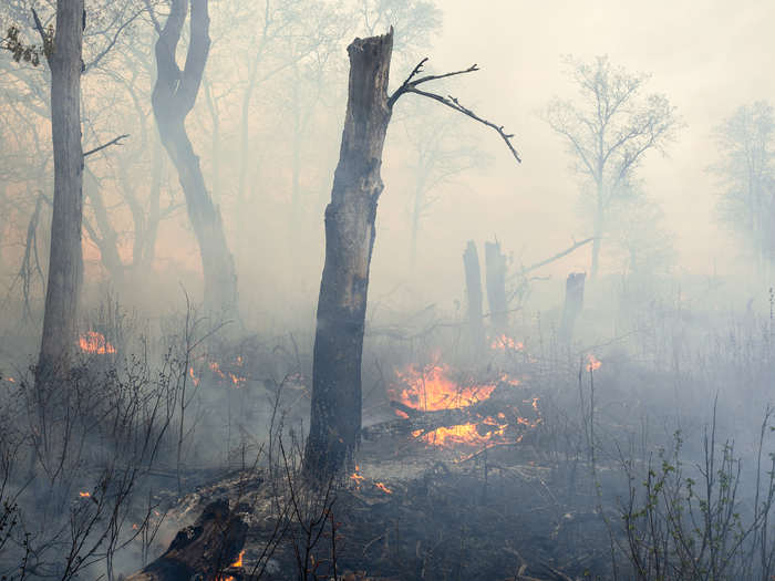 Prescribed burn [IMAGE] | EurekAlert! Science News Releases