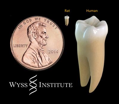Human Teeth vs. Rat Teeth [IMAGE] | EurekAlert! Science News Releases