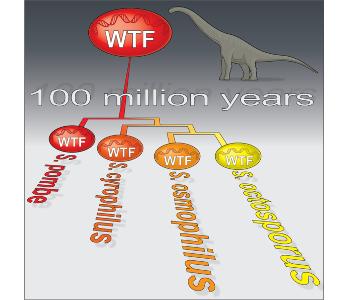 119 million year old WTF Genes IMAGE EurekAlert Science News Releases