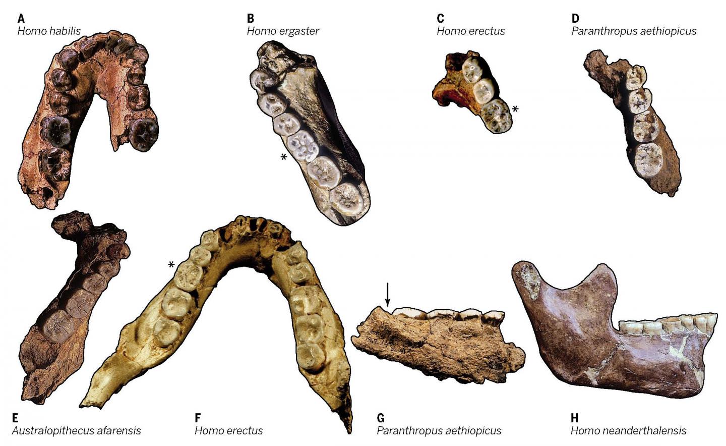 Old Classifications of Homo Need a Fre | EurekAlert!